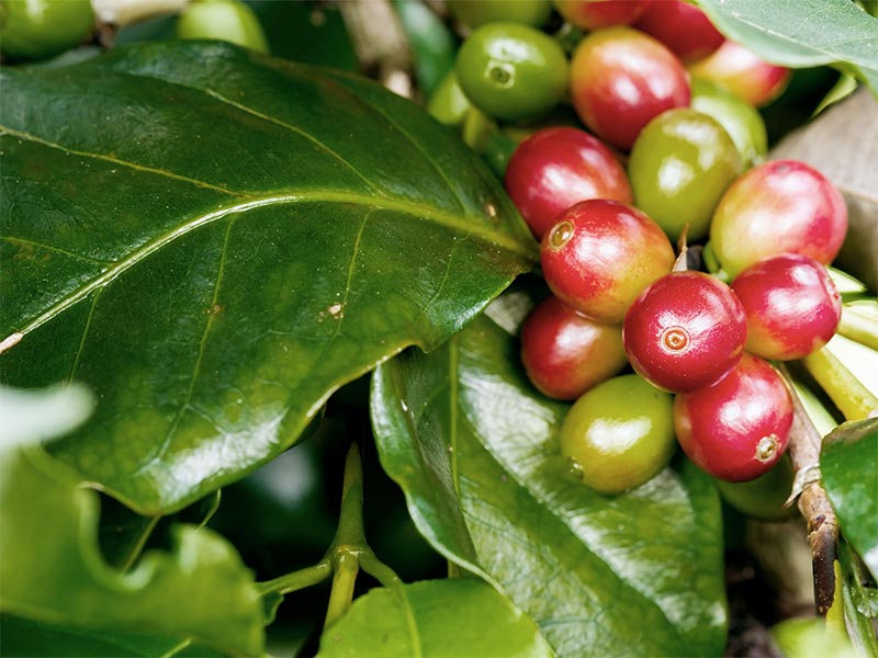 Arabica vs. Robusta